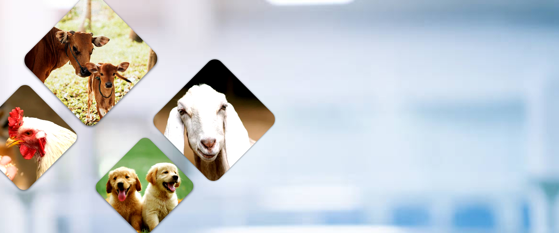 Kantipur Vet Distributors